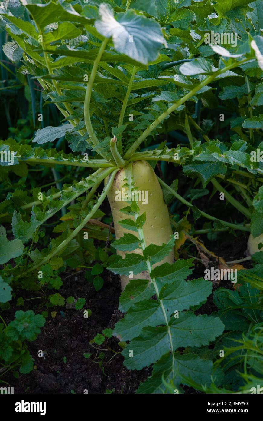 A daikon radish growing on a farm in Okayama Prefecture, Honshu, Japan ...