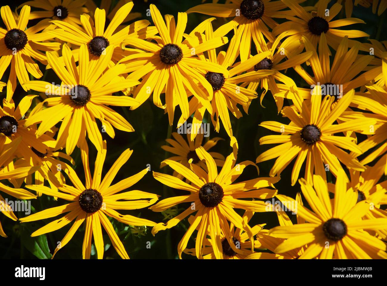 Black-Eyed Susans in the Sunshine Stock Photo - Alamy