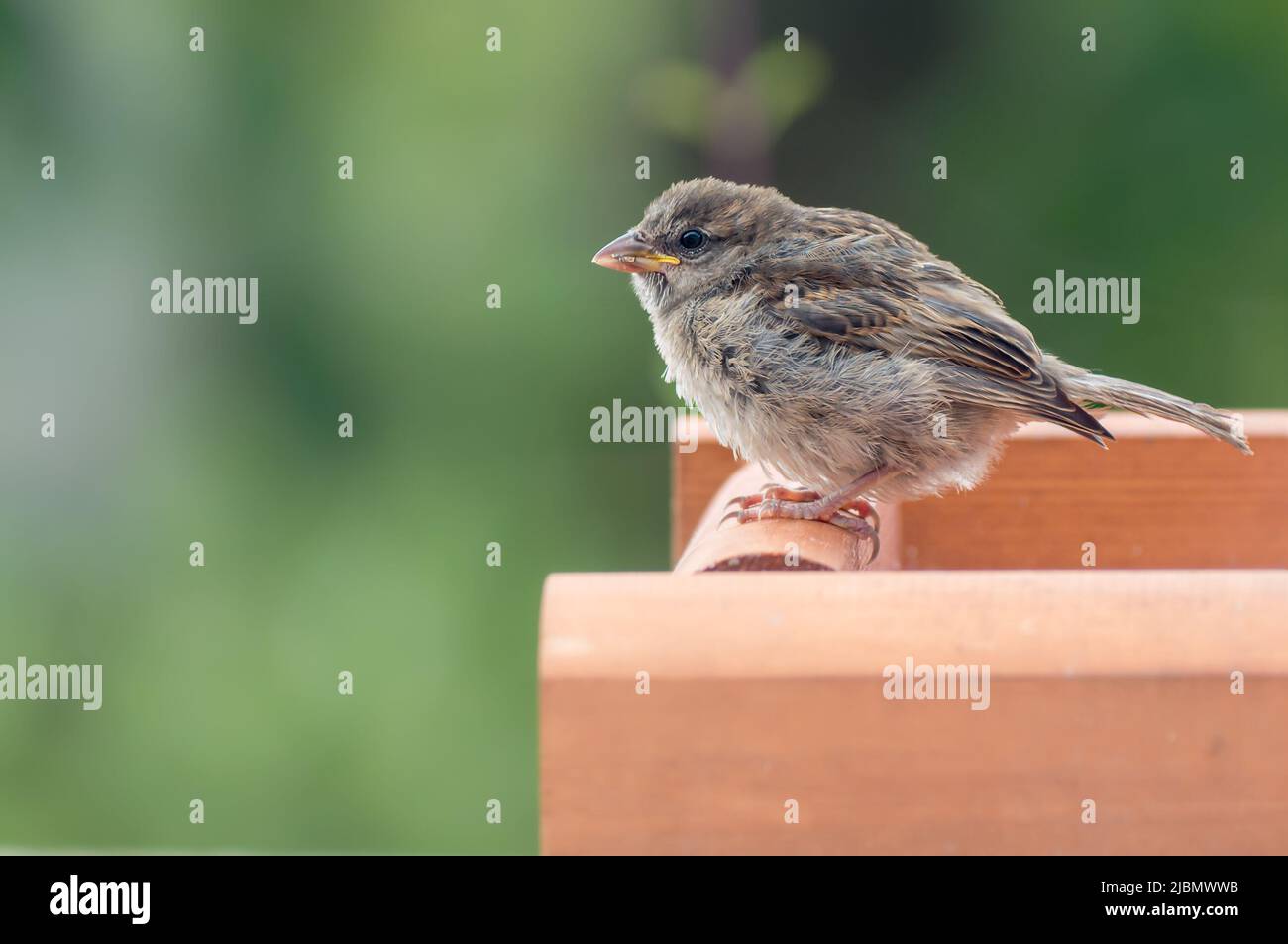 Fledgling sparrow hi-res stock photography and images - Alamy
