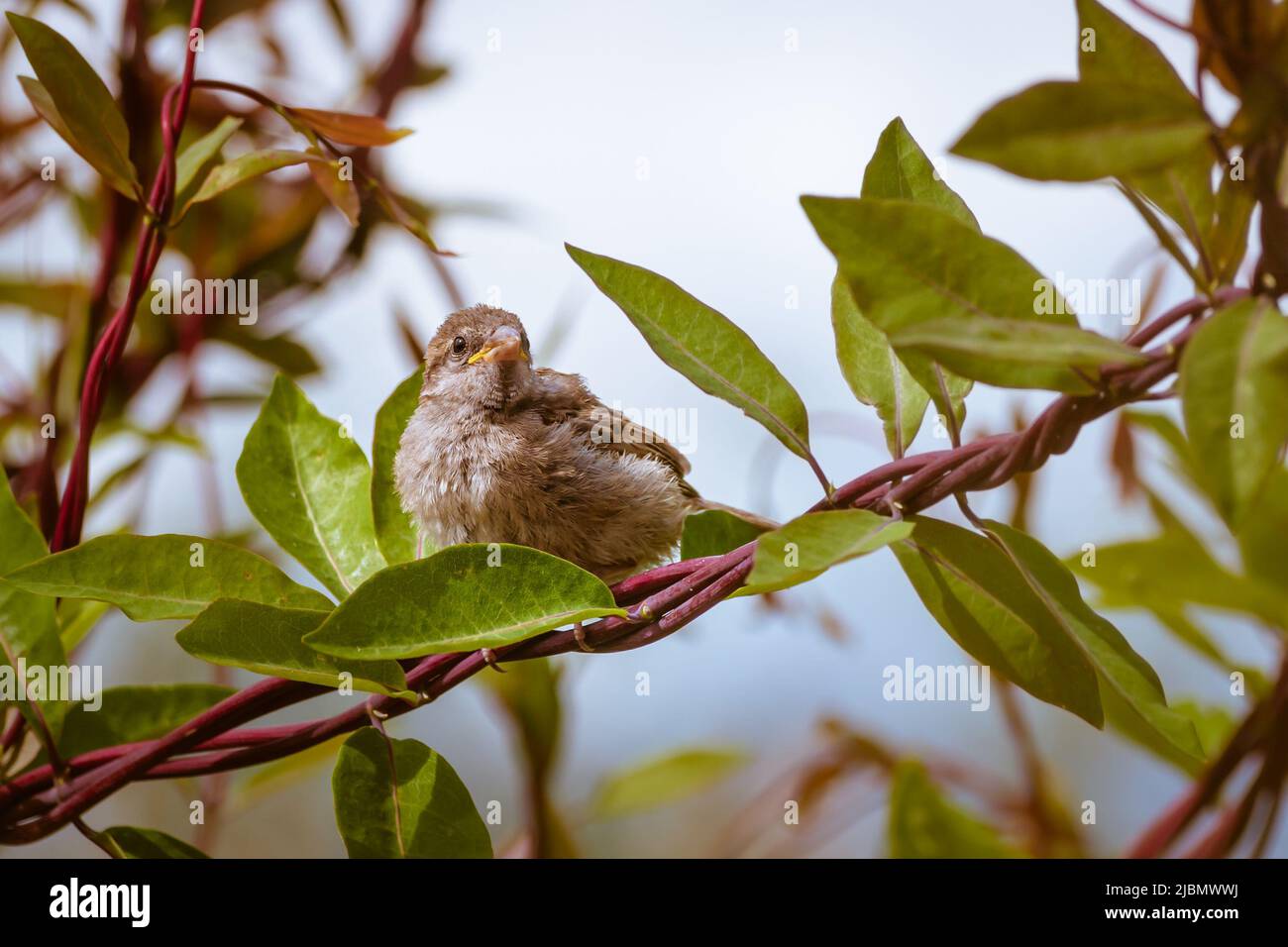 Fledgling sparrow hi-res stock photography and images - Alamy