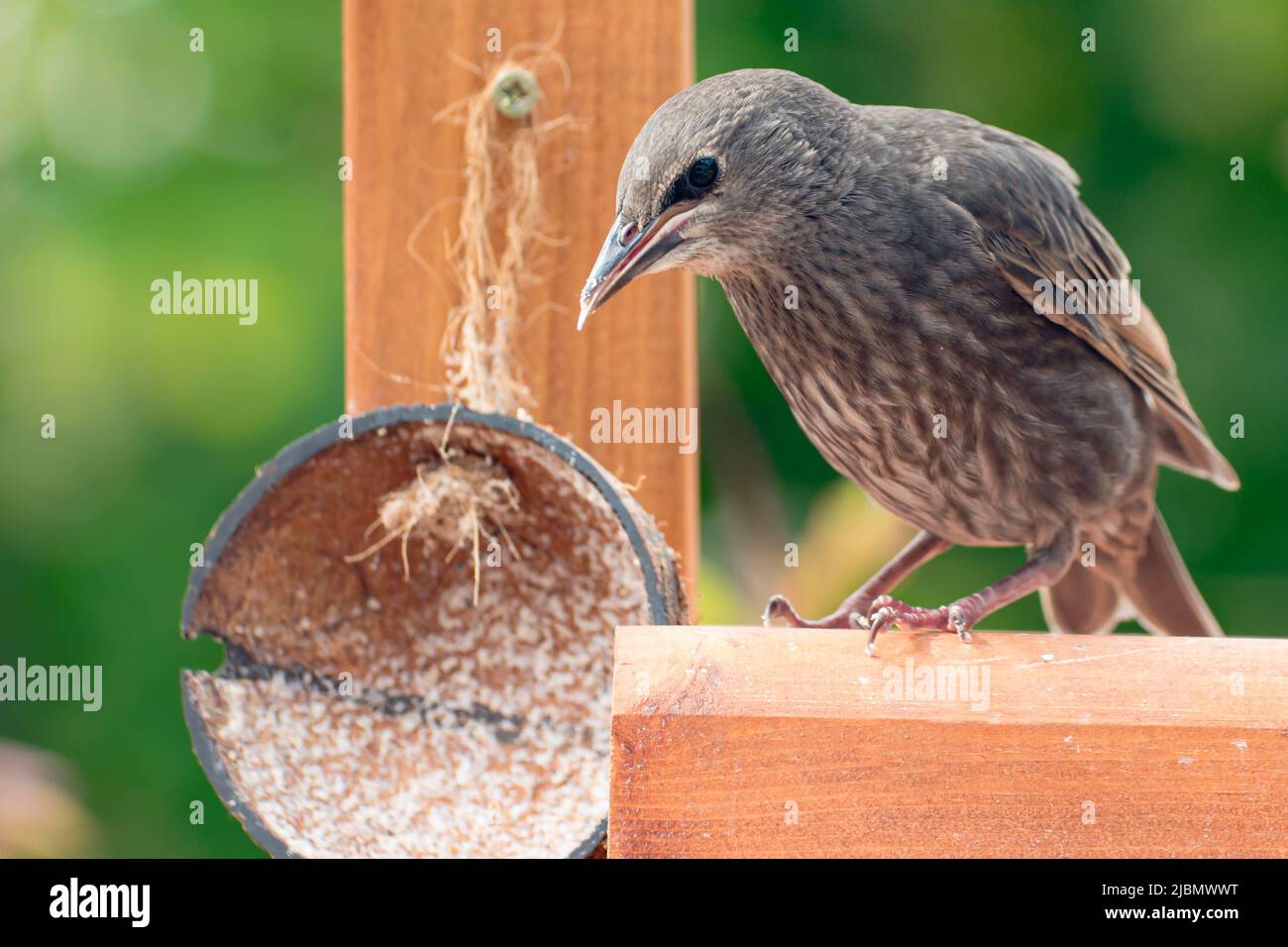 Bird fledgling immature hi-res stock photography and images - Alamy