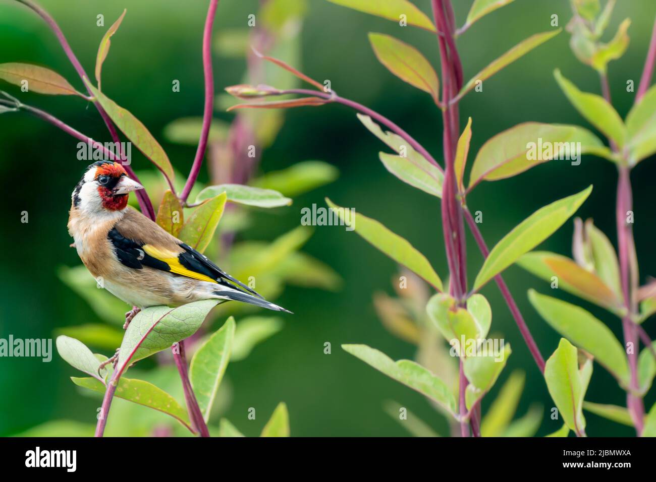 Honeysuckle bird hi-res stock photography and images - Alamy