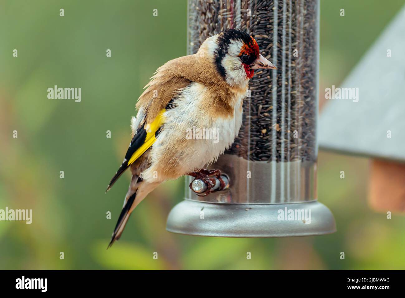 Puffed up bird hi-res stock photography and images - Alamy