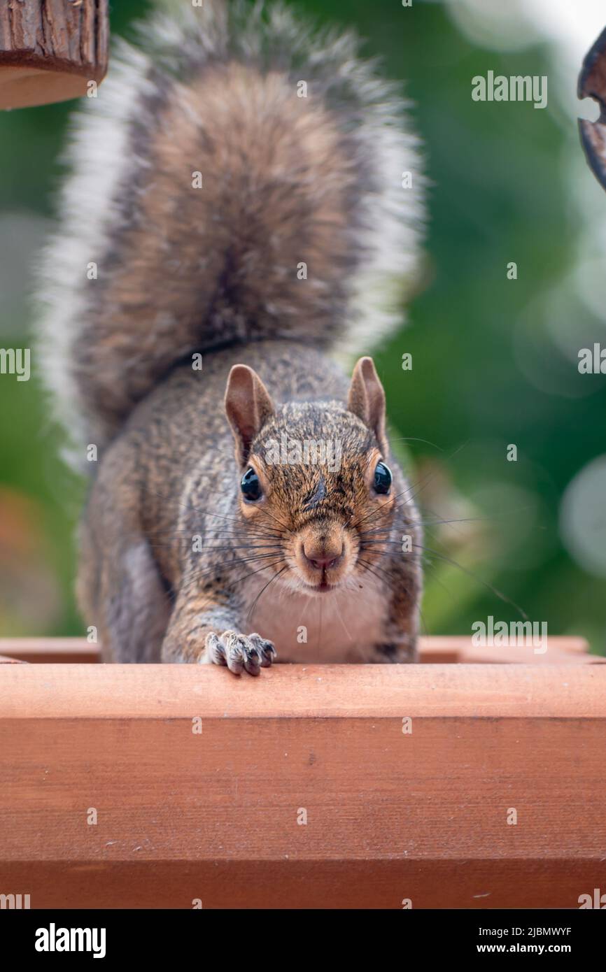 Grey squirrel vertical hi-res stock photography and images - Alamy