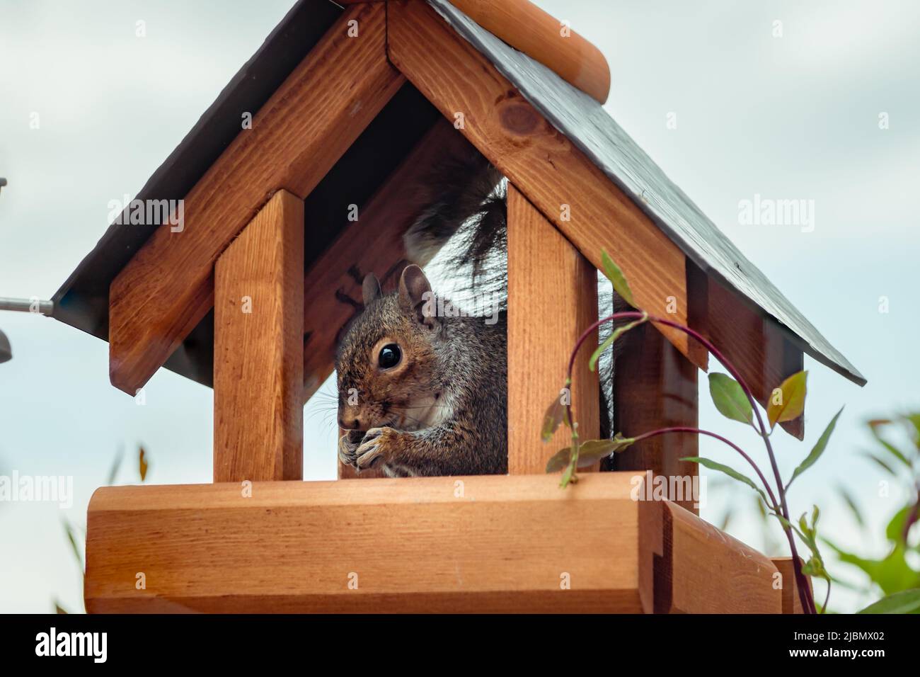 Squirrel hut hi-res stock photography and images - Alamy