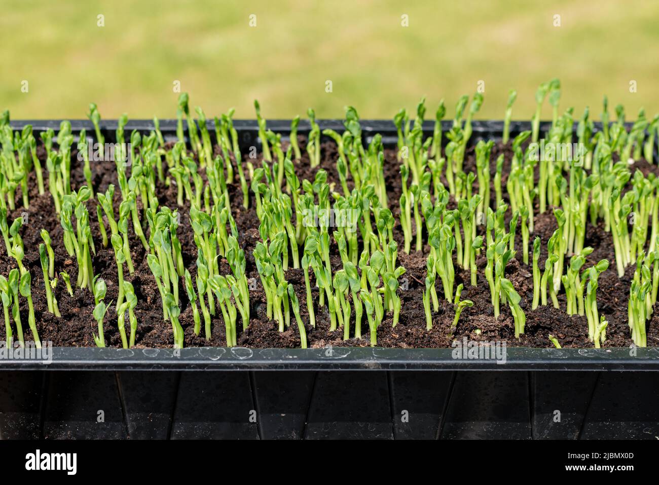 Tray grown hi-res stock photography and images - Alamy