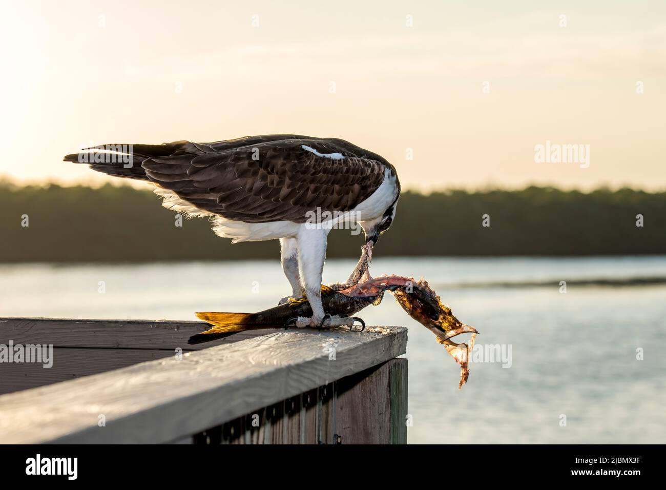 Florida. Adult male Osprey, (Pandion haliaetus) devouring a fish on the ...