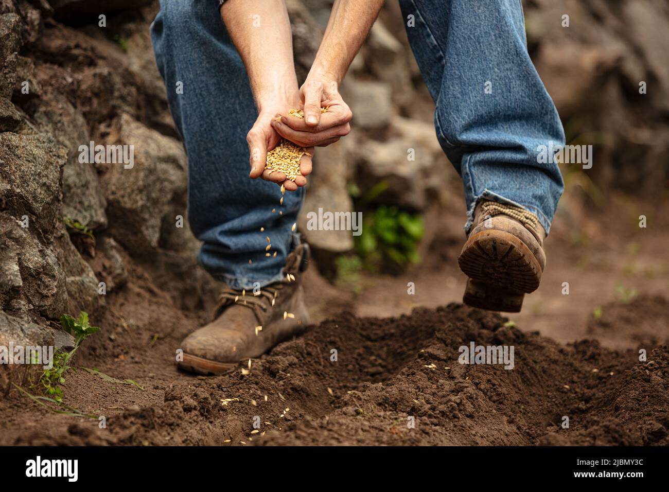 Close-up male farmer planting seeds of wheat in ground in vegetable ...
