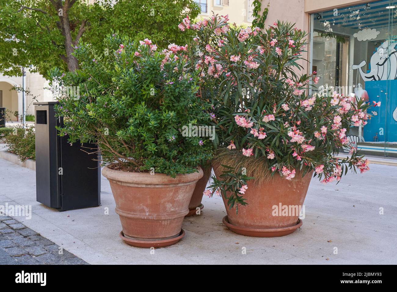 Shrubs in pots hi-res stock photography and images - Alamy