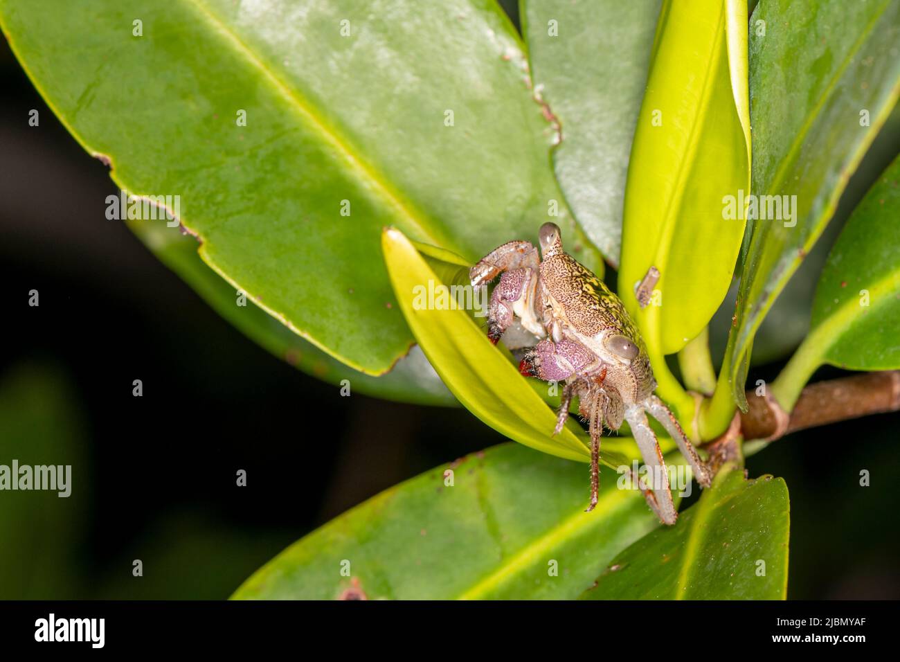 Islamorada, Florida in the keys. Mangrove tree crab, (Aratus pisonii ...