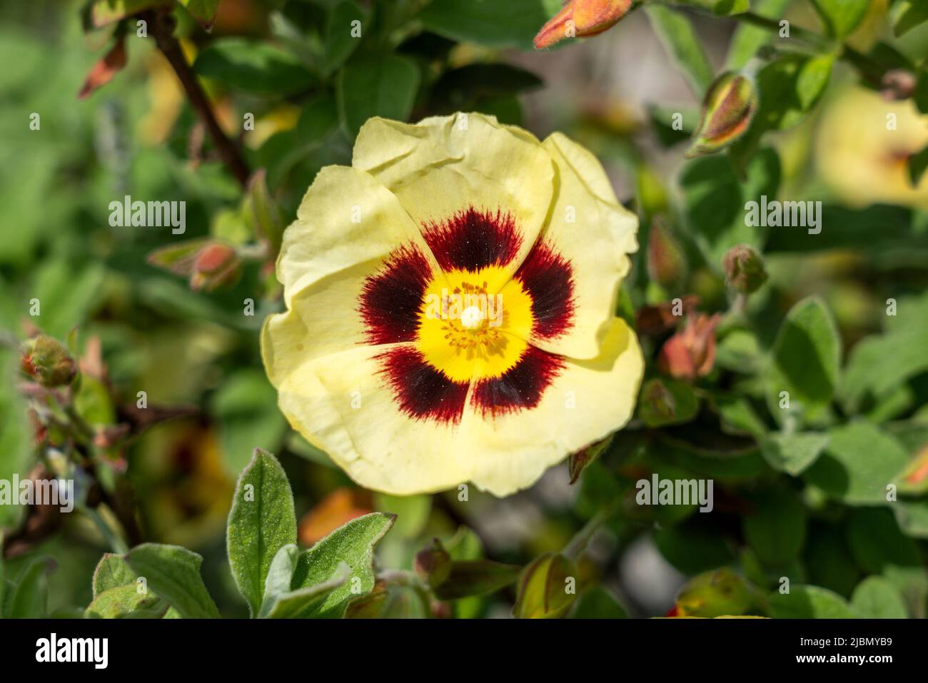 Cistus x halimiocistus wintonensis 'Merrist Wood Cream' a summer ...