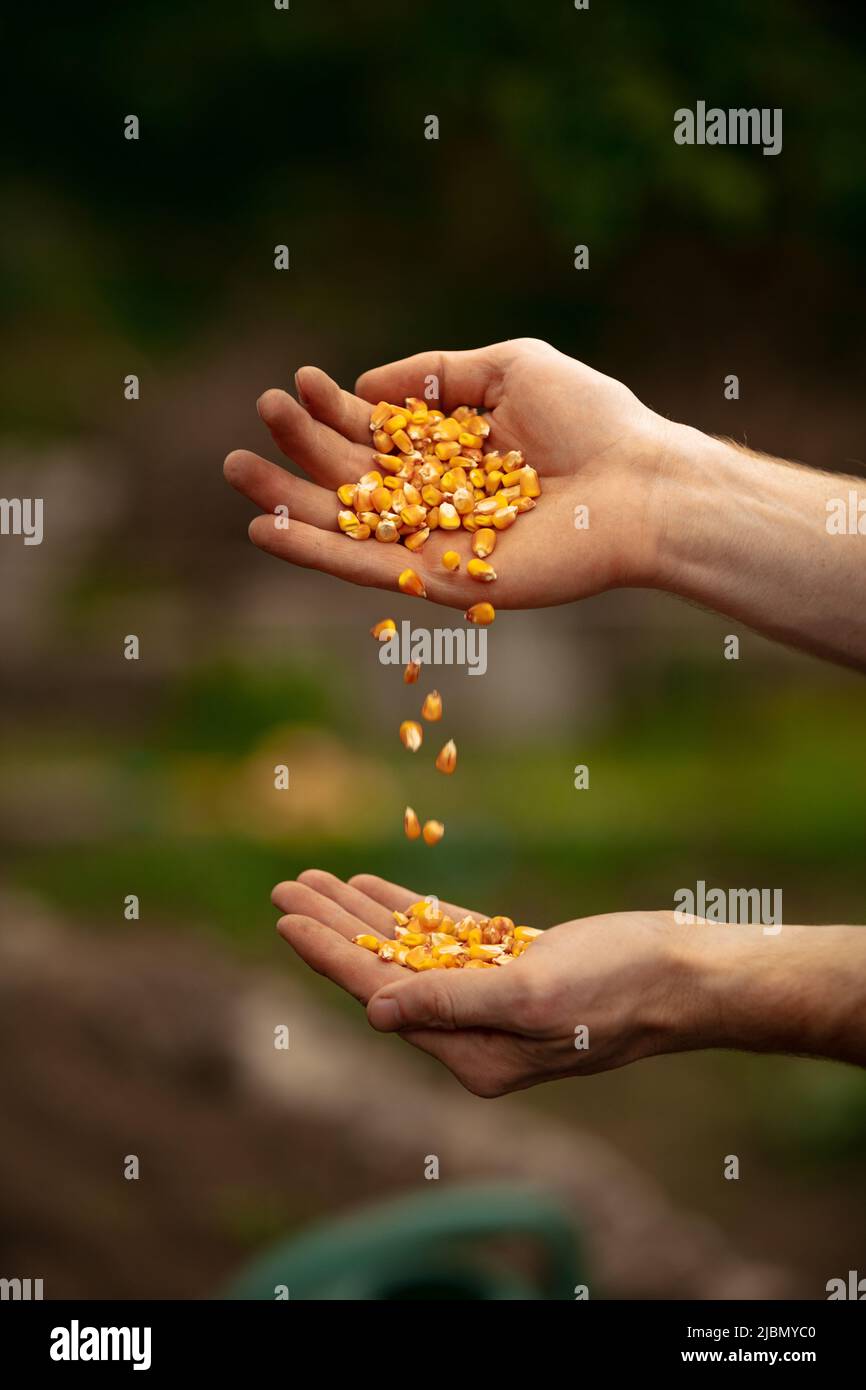 Human hands sort, pile corn seeds from hand to hand in vegetable garden ...
