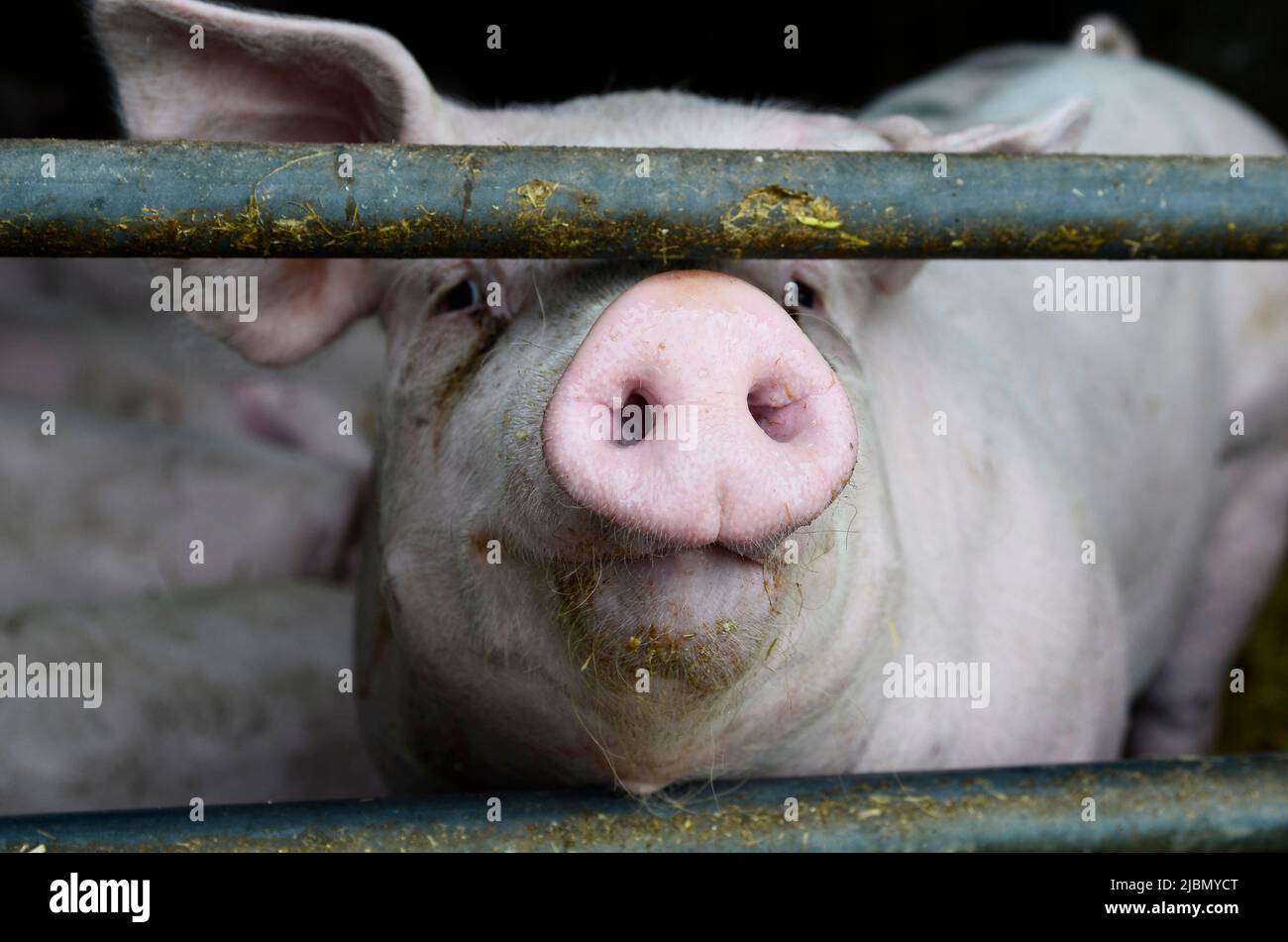 industrial pig farm, fattening farm in Upper Austria Stock Photo - Alamy