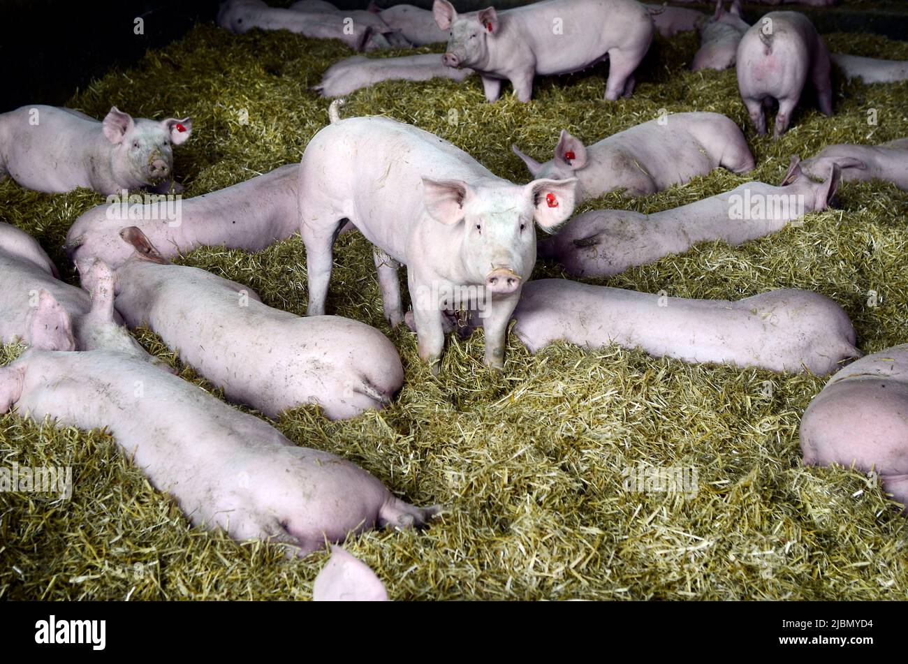 industrial pig farm, fattening farm in Upper Austria Stock Photo - Alamy