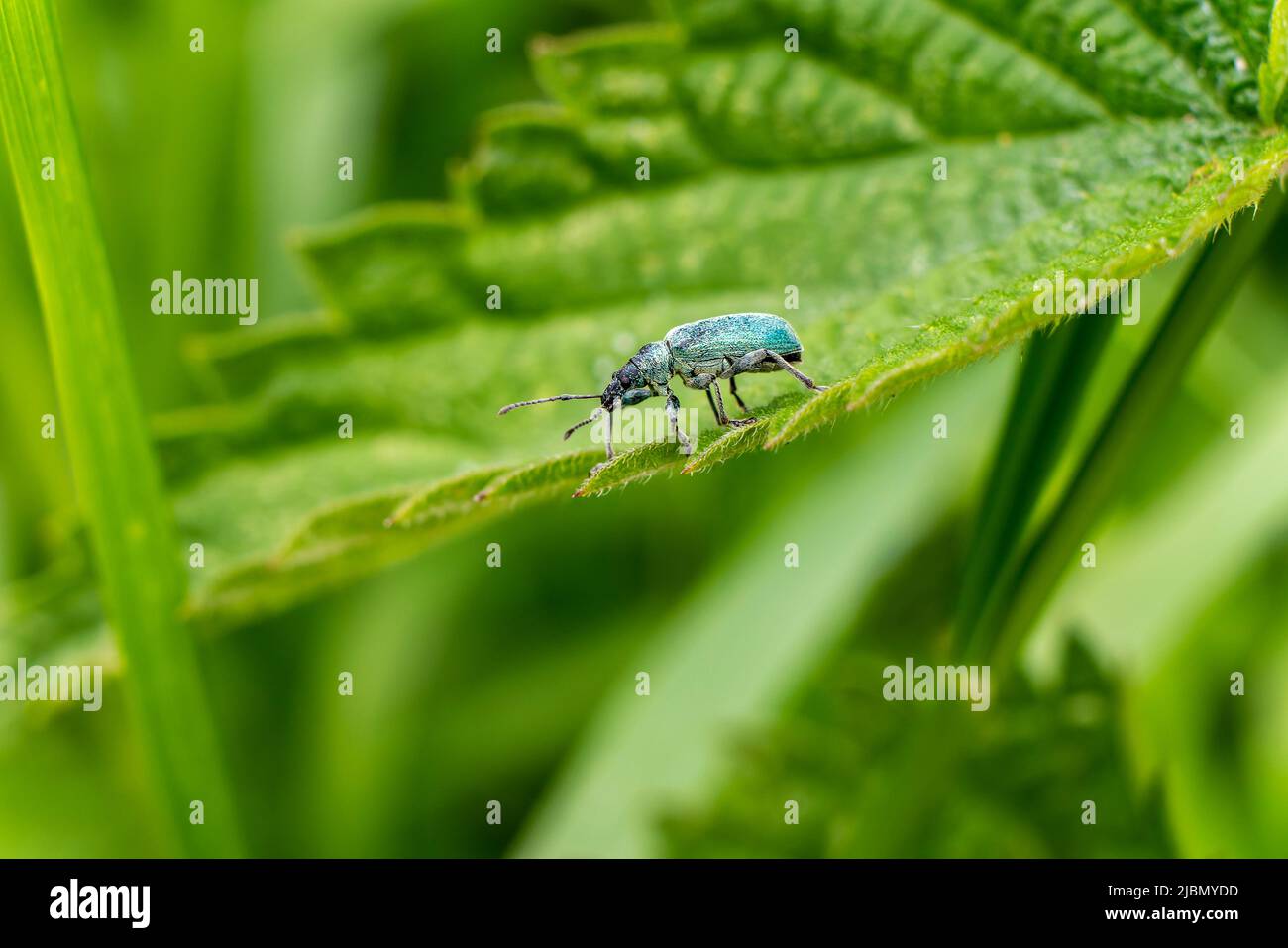 Green nettle weevil ( Phyllobius pomaceus) a common European beetle ...