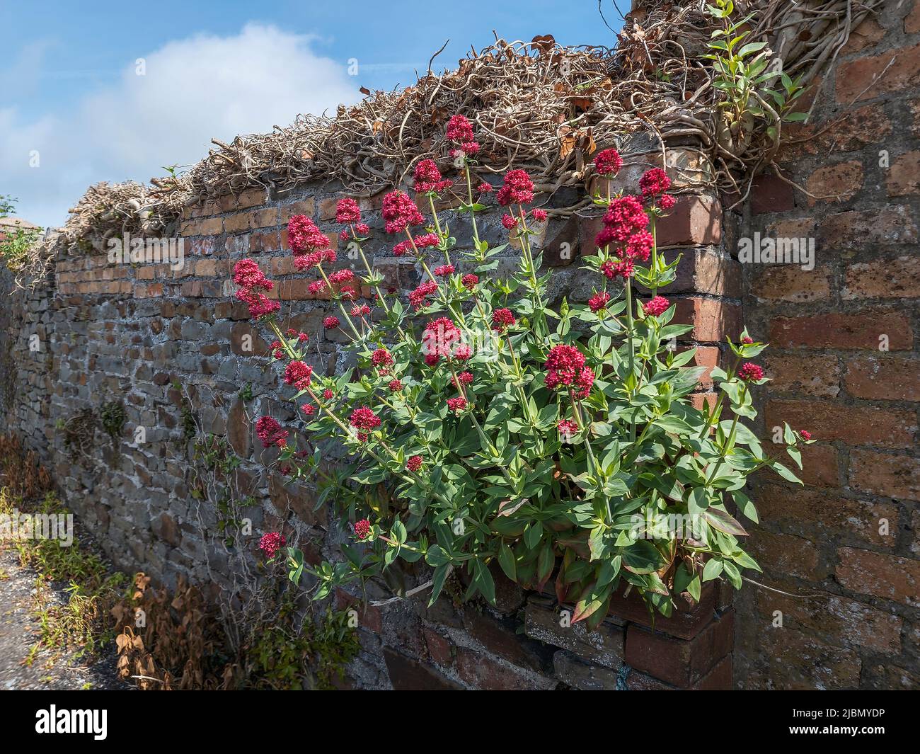 Red valerian 'centranthus ruber' a summer autumn fall flowering plant ...
