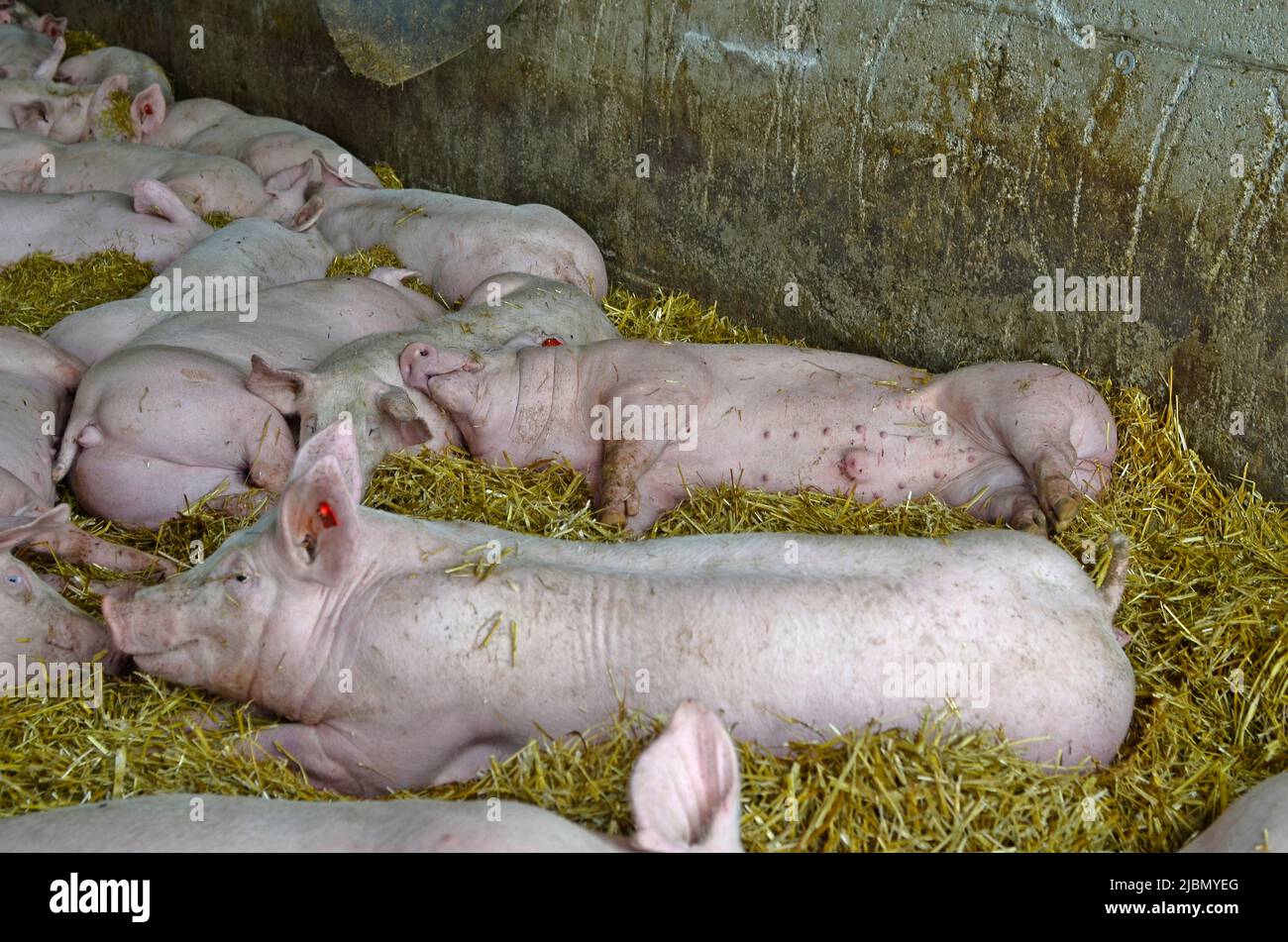 industrial pig farm, fattening farm in Upper Austria Stock Photo - Alamy