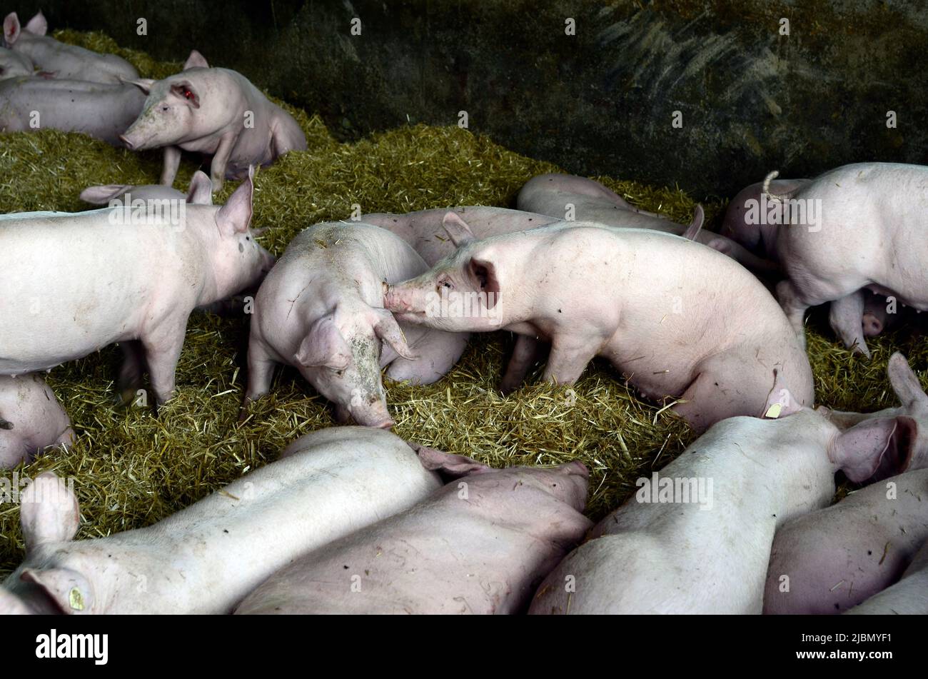 industrial pig farm, fattening farm in Upper Austria Stock Photo - Alamy
