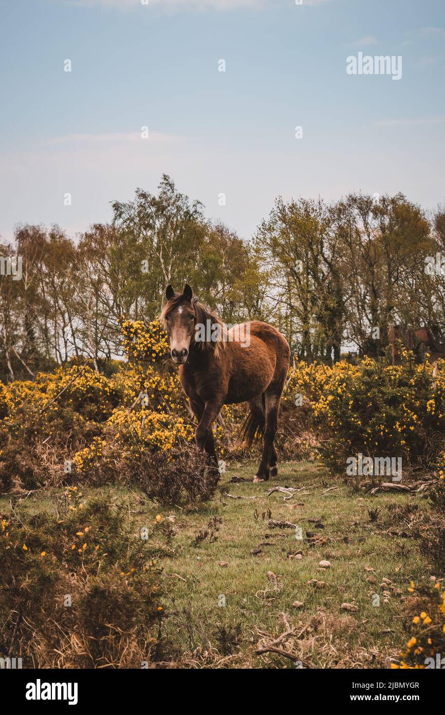 Horse in nature hi-res stock photography and images - Alamy