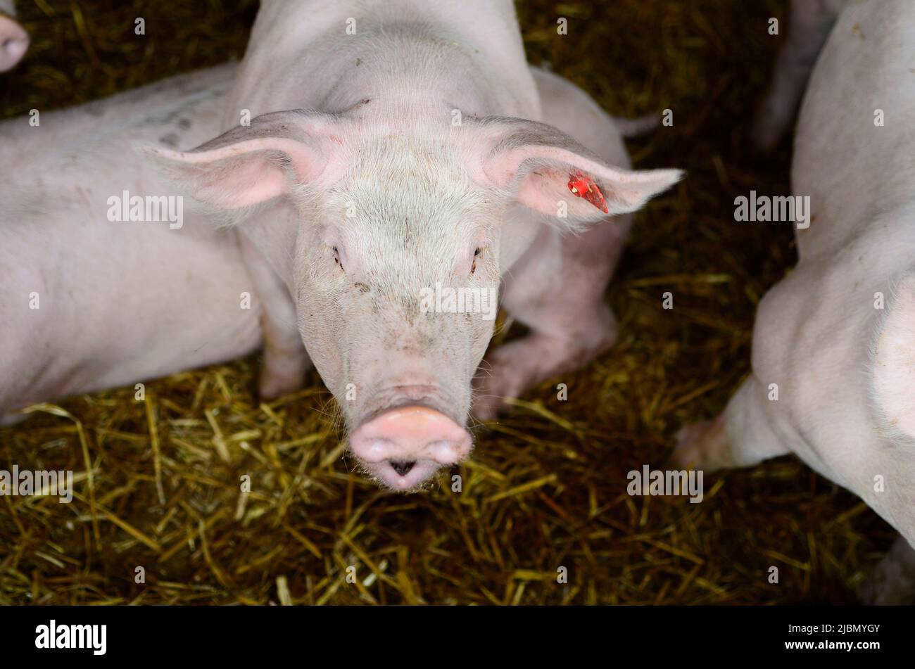 industrial pig farm, fattening farm in Upper Austria Stock Photo - Alamy