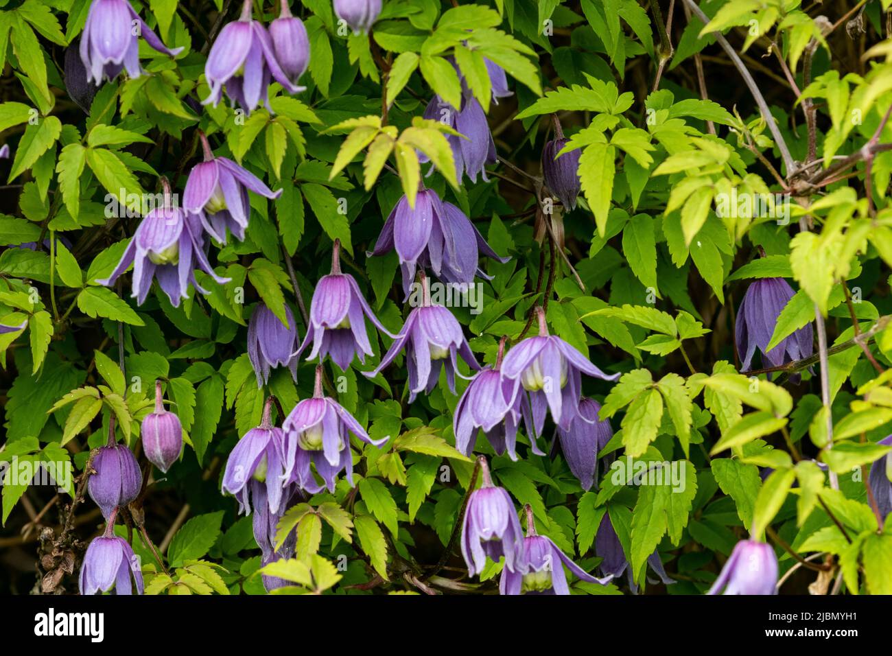Spring flowering clematis hi-res stock photography and images - Alamy