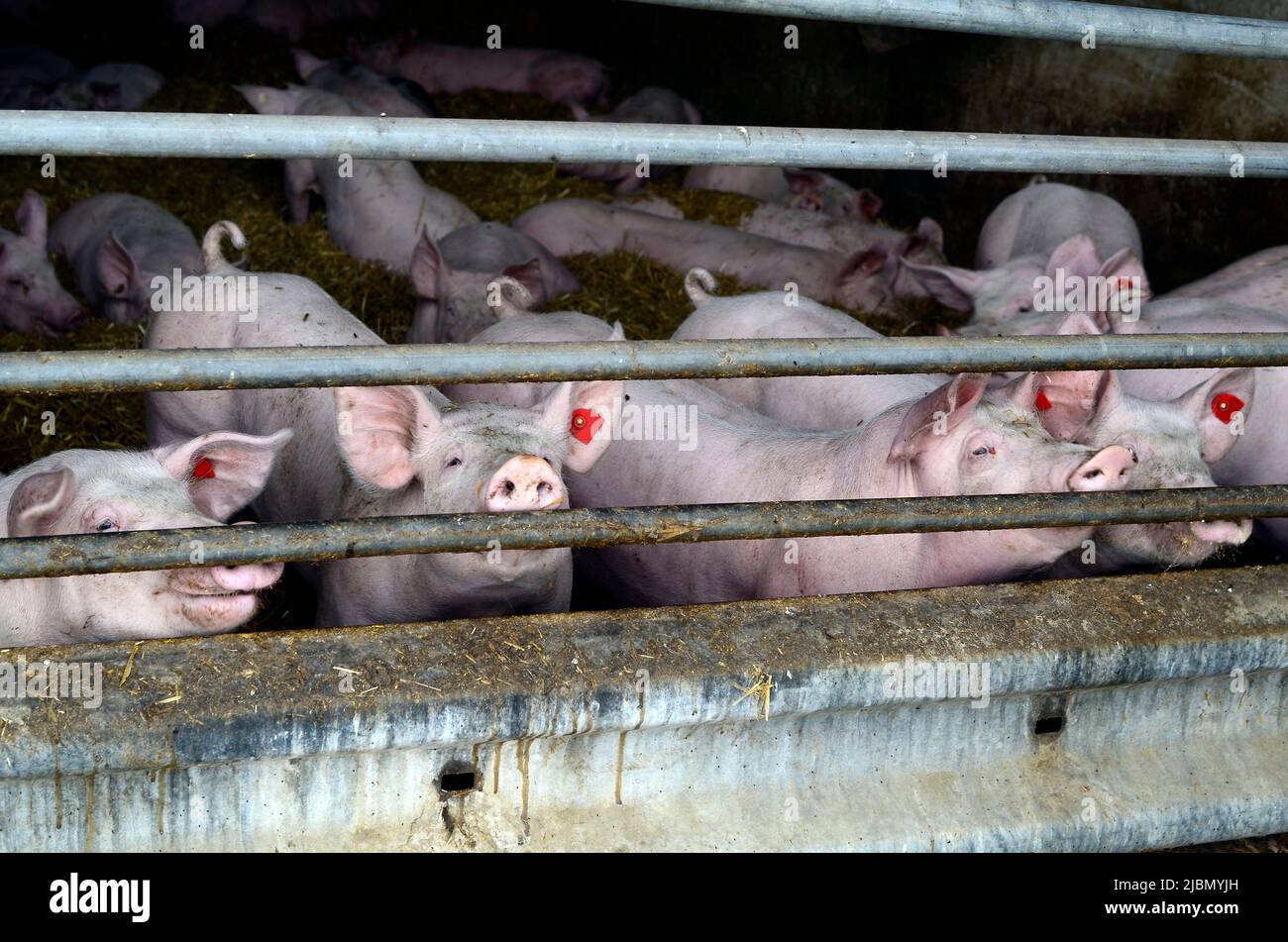 industrial pig farm, fattening farm in Upper Austria Stock Photo - Alamy