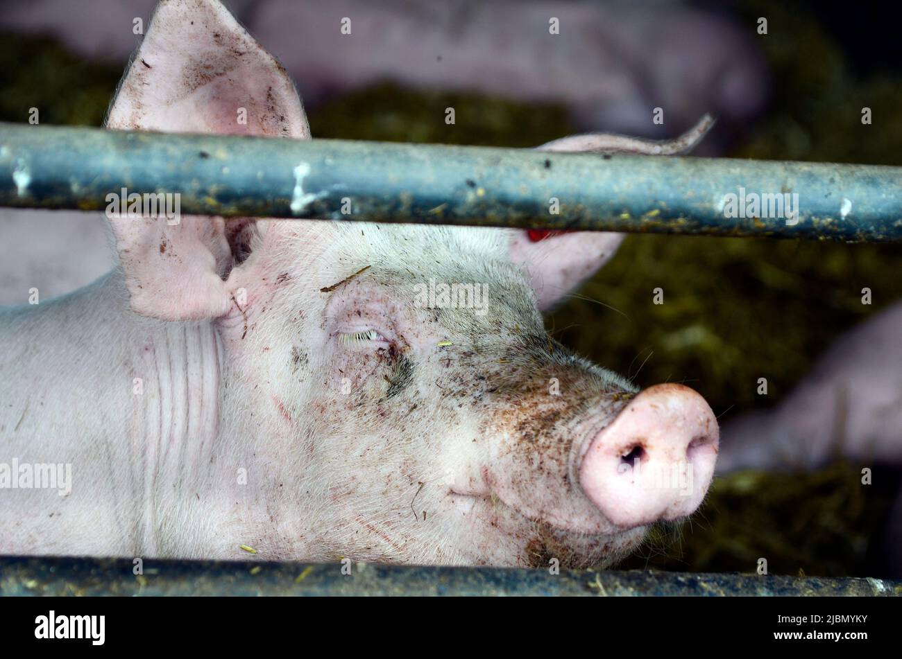 industrial pig farm, fattening farm in Upper Austria Stock Photo - Alamy