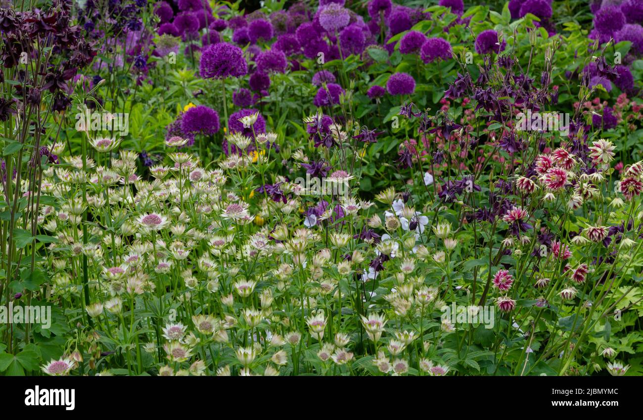 Purple pink planting scheme hi-res stock photography and images - Alamy
