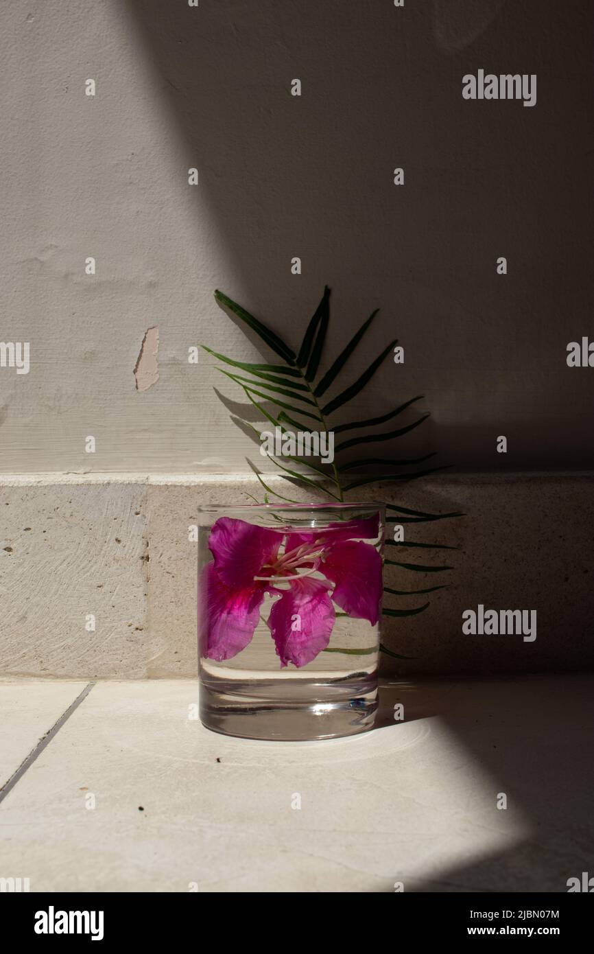 Bali plants in glass Stock Photo - Alamy