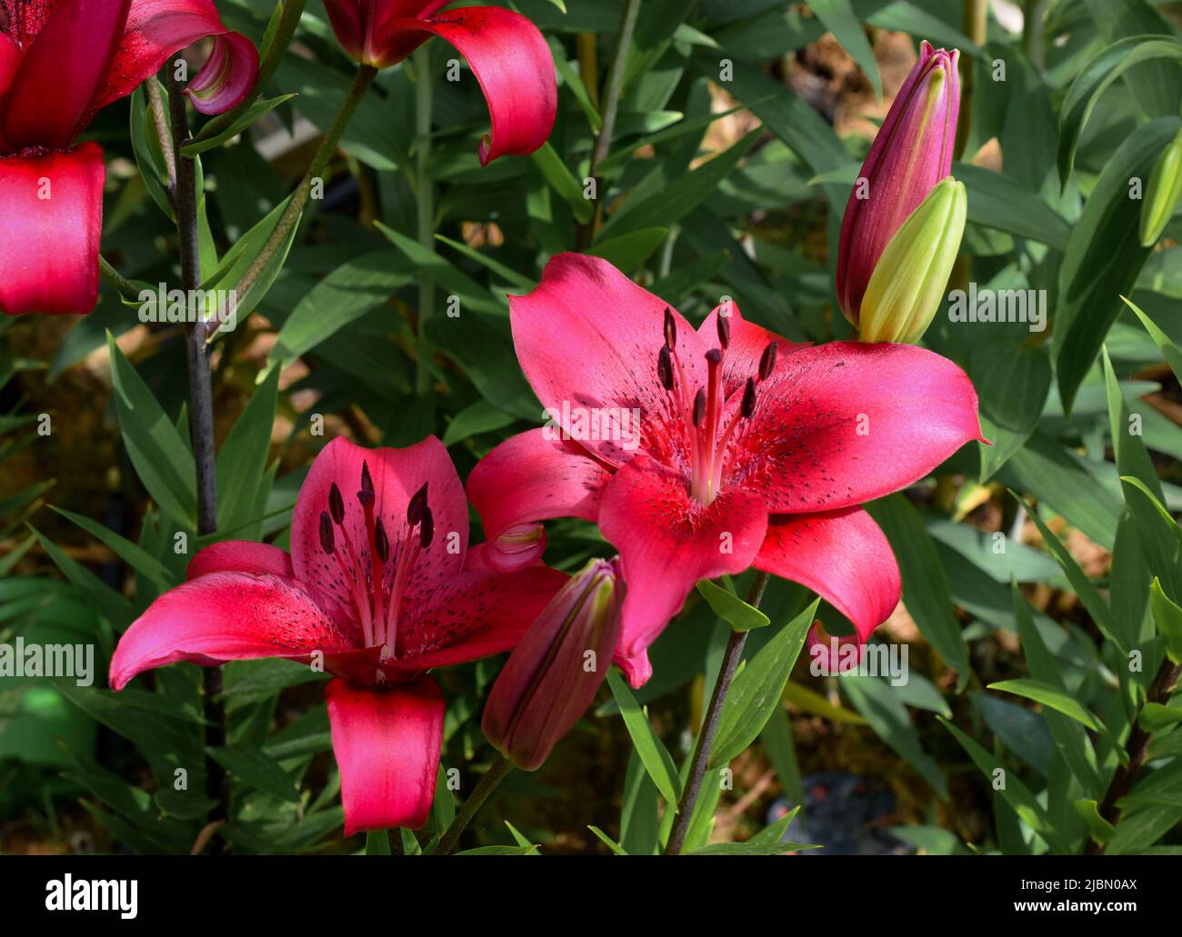 November rain hi-res stock photography and images - Alamy