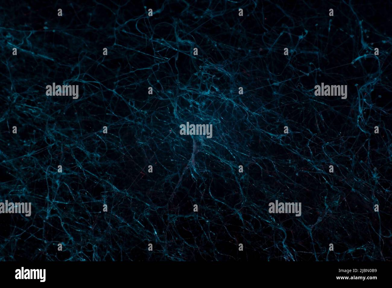 abstract blue background closeup of mold. Neural network Stock Photo ...
