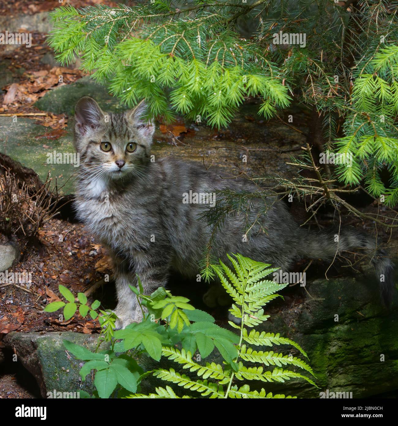 Young wildcat hi-res stock photography and images - Alamy