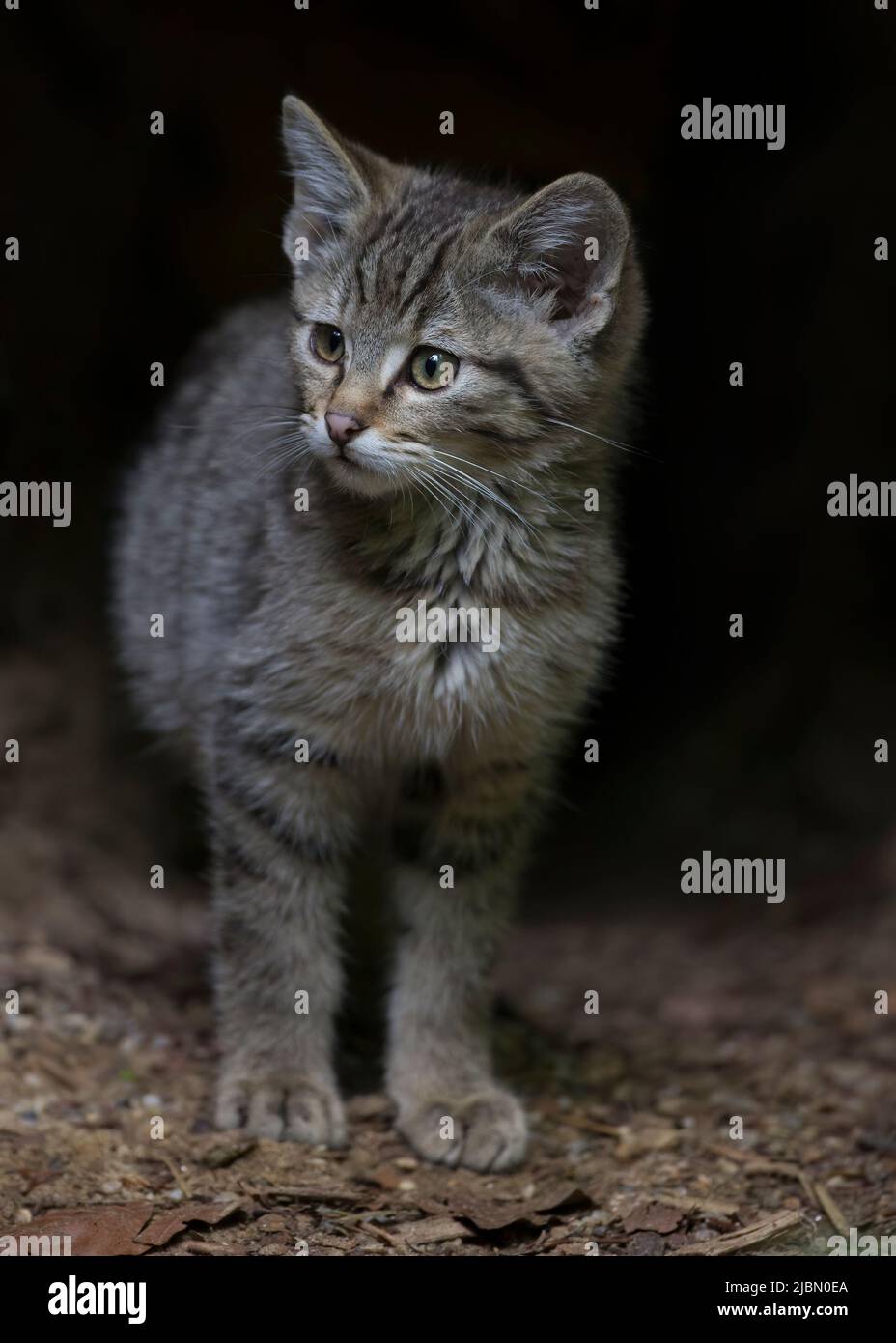 Young wildcat hi-res stock photography and images - Alamy