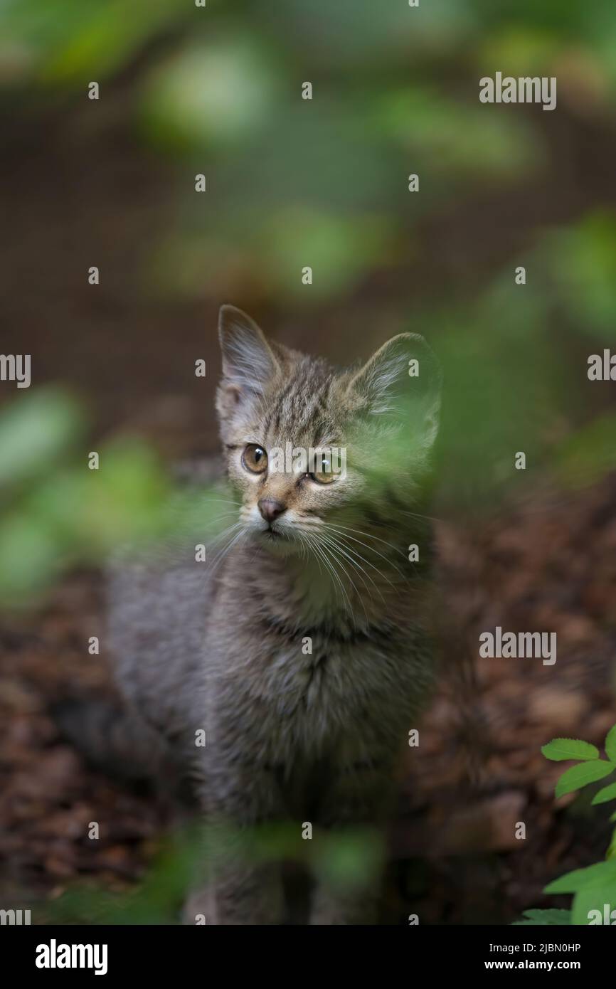 Young wildcat hi-res stock photography and images - Alamy