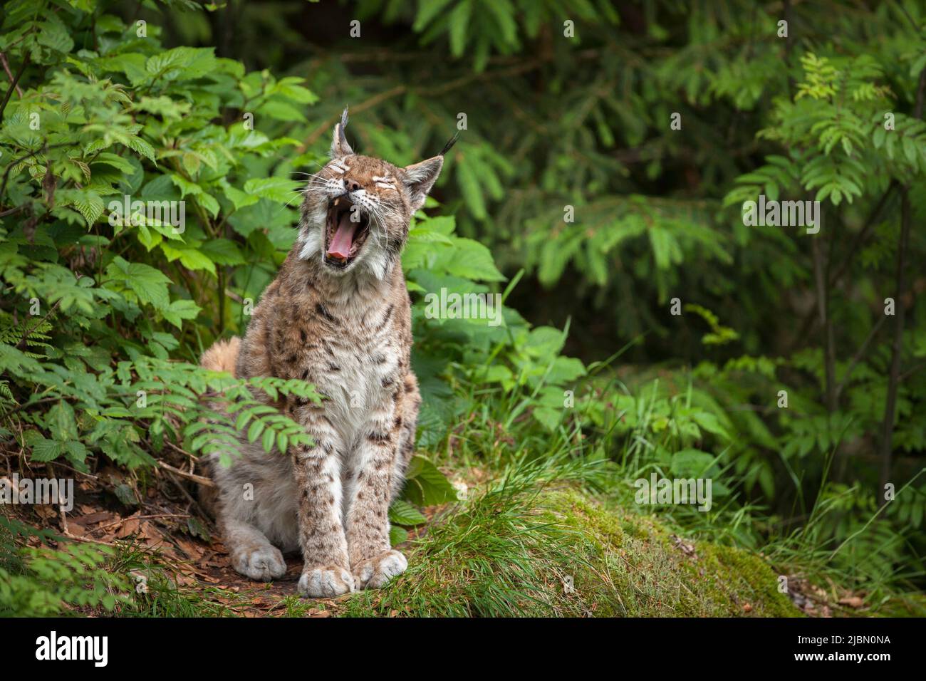 Europaischer luchs lynx lynx hi-res stock photography and images - Alamy