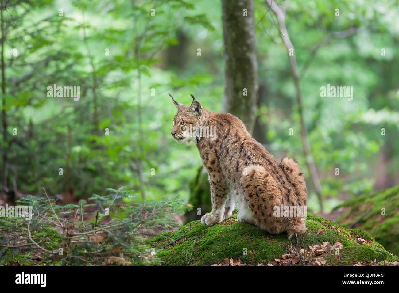 Europaischer luchs hi-res stock photography and images - Alamy