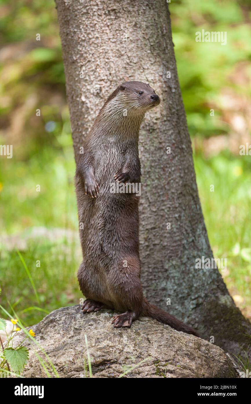 Otter standing upright Stock Photo - Alamy