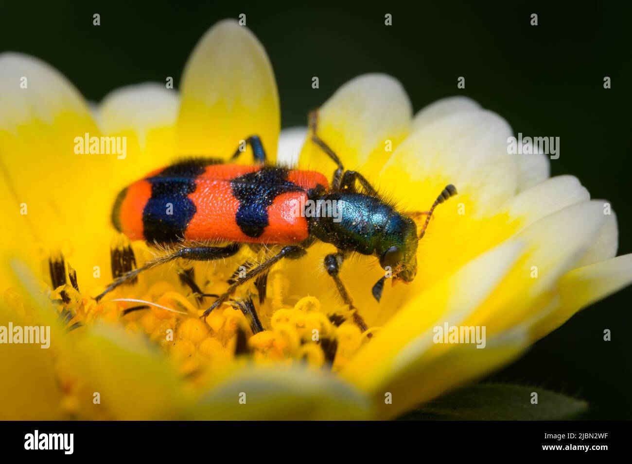 Colorful checkered beetle (Trichodes apiarius, Cleridae) sitting in a ...