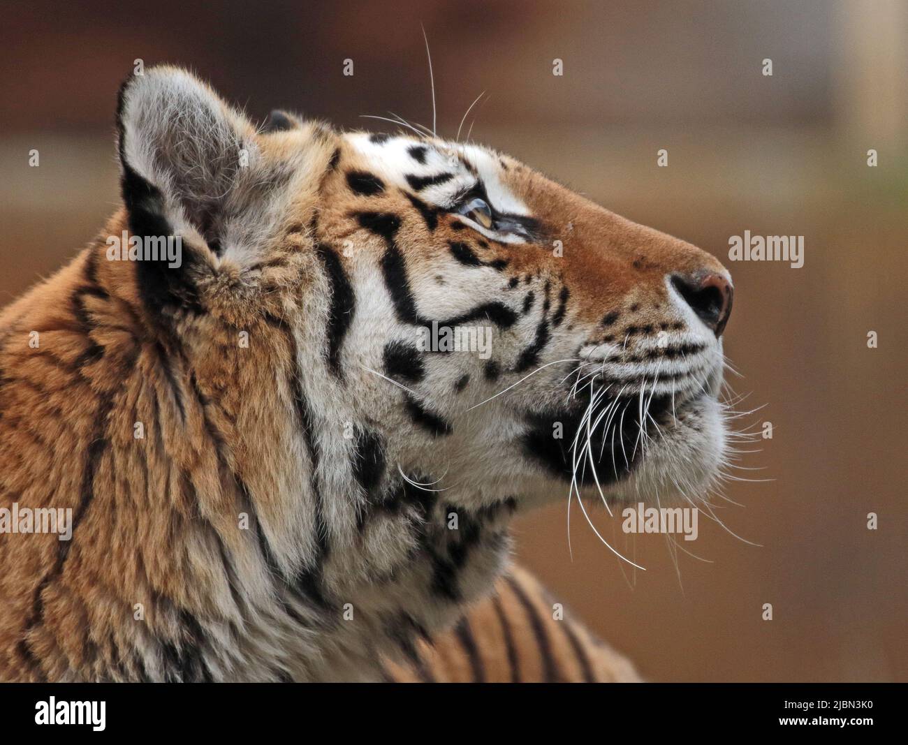 Tiger jungle india hi-res stock photography and images - Alamy