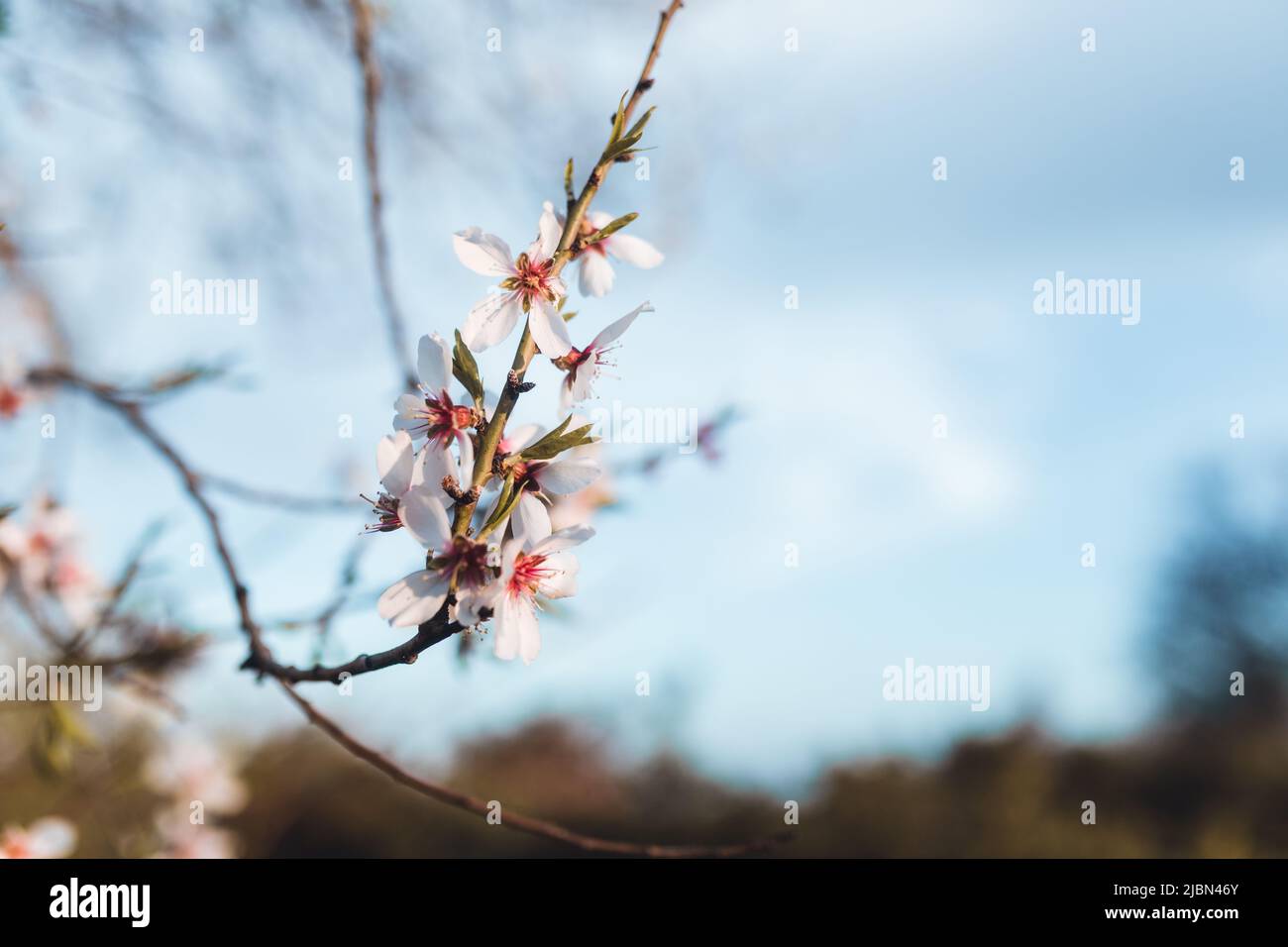 Branch of flowers hi-res stock photography and images - Alamy