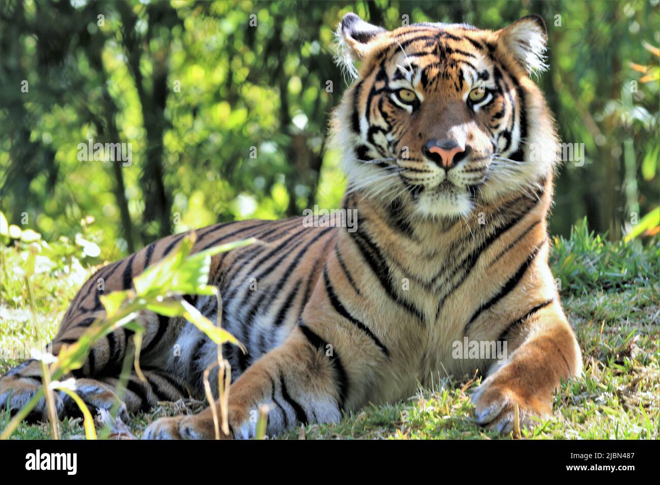 Tiger wildlife photography hi-res stock photography and images - Alamy