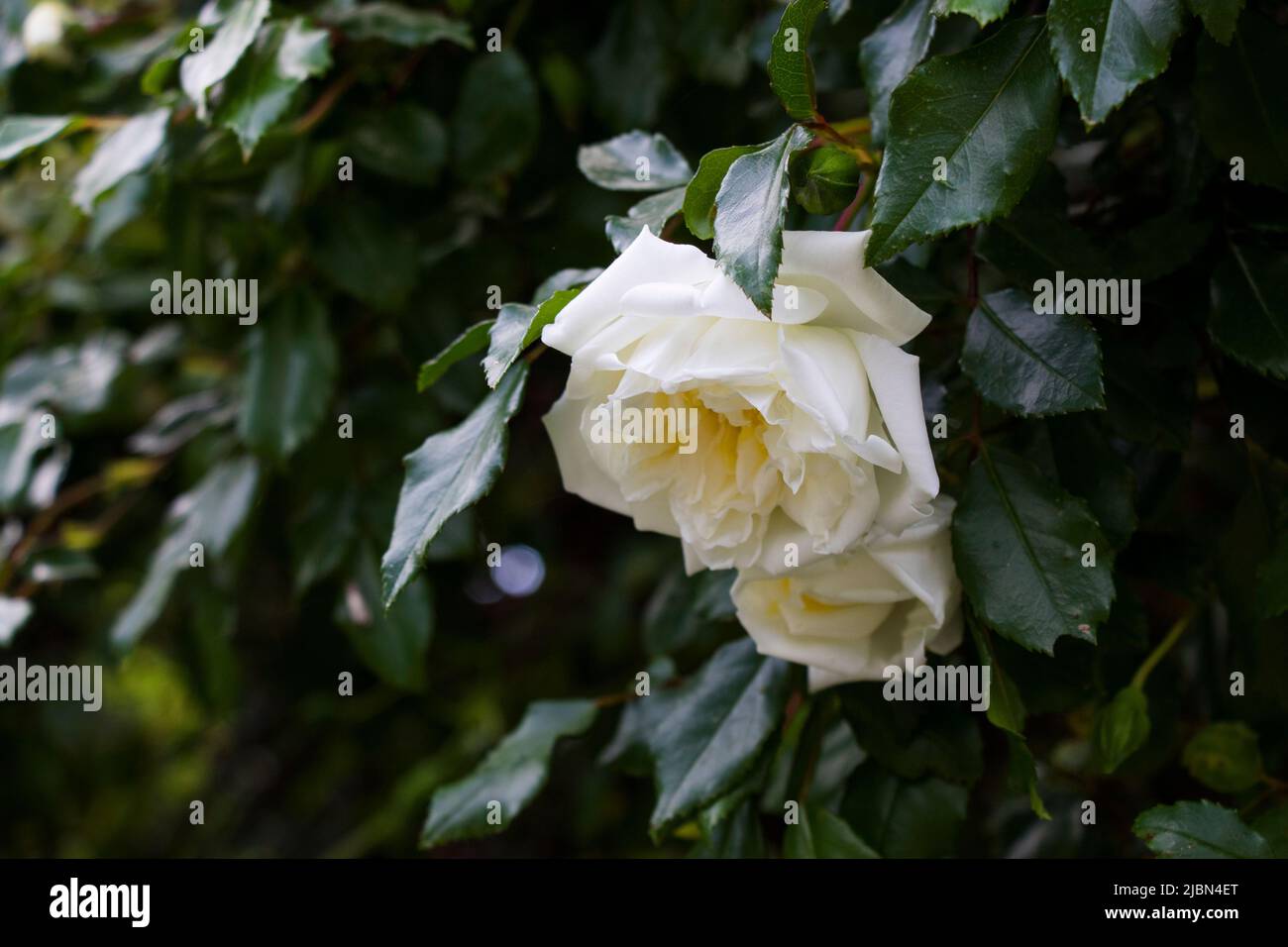 Beautiful white roses, tree of white roses, spring time Stock Photo - Alamy