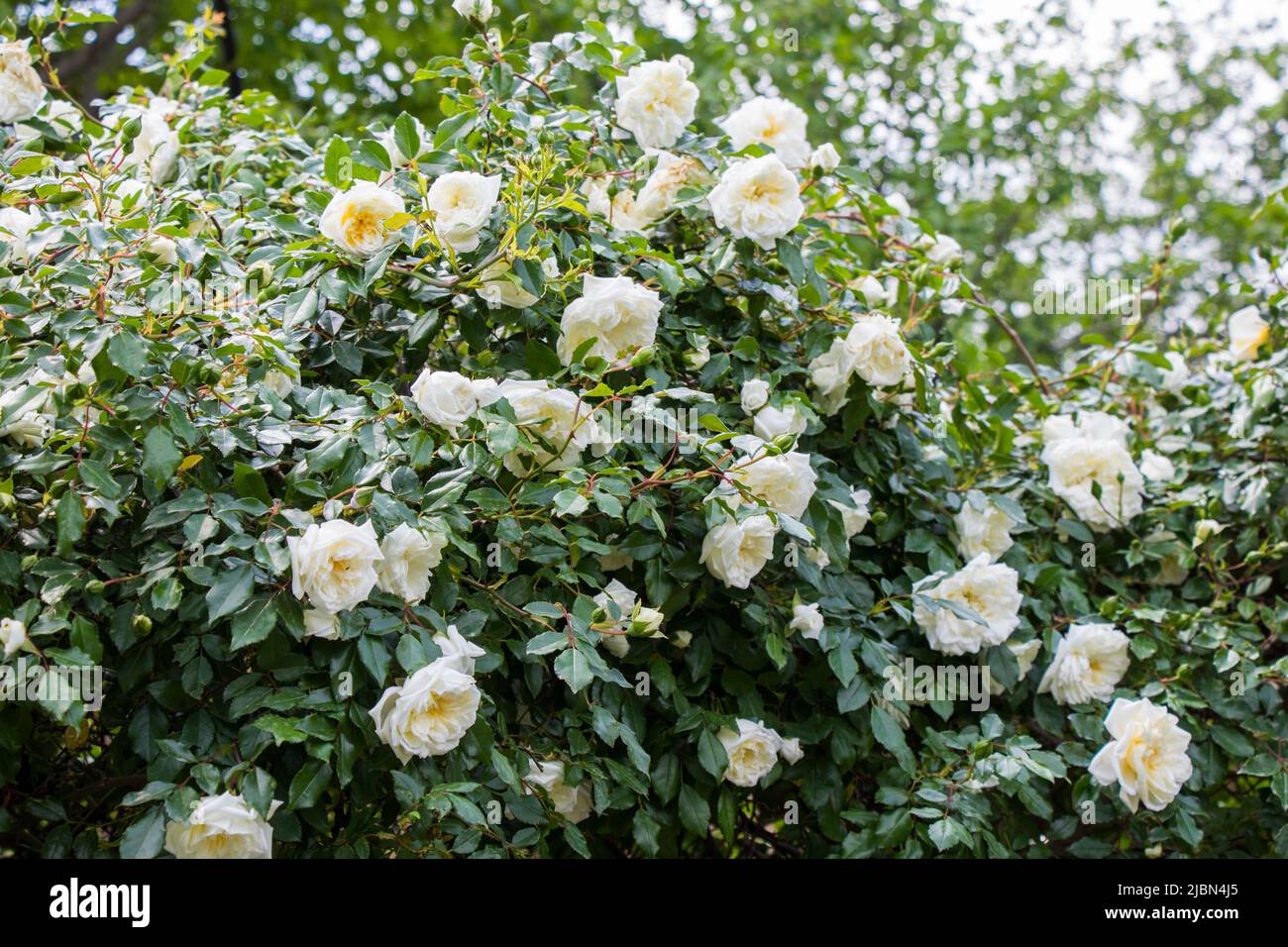 Beautiful white roses, tree of white roses, spring time Stock Photo - Alamy
