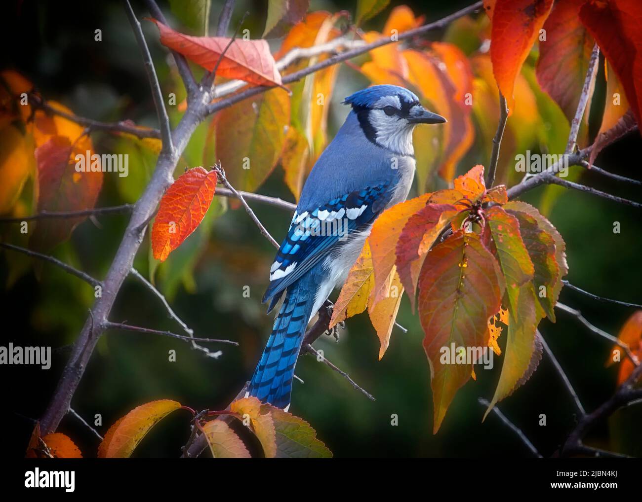 Couleurs oiseau hi-res stock photography and images - Alamy