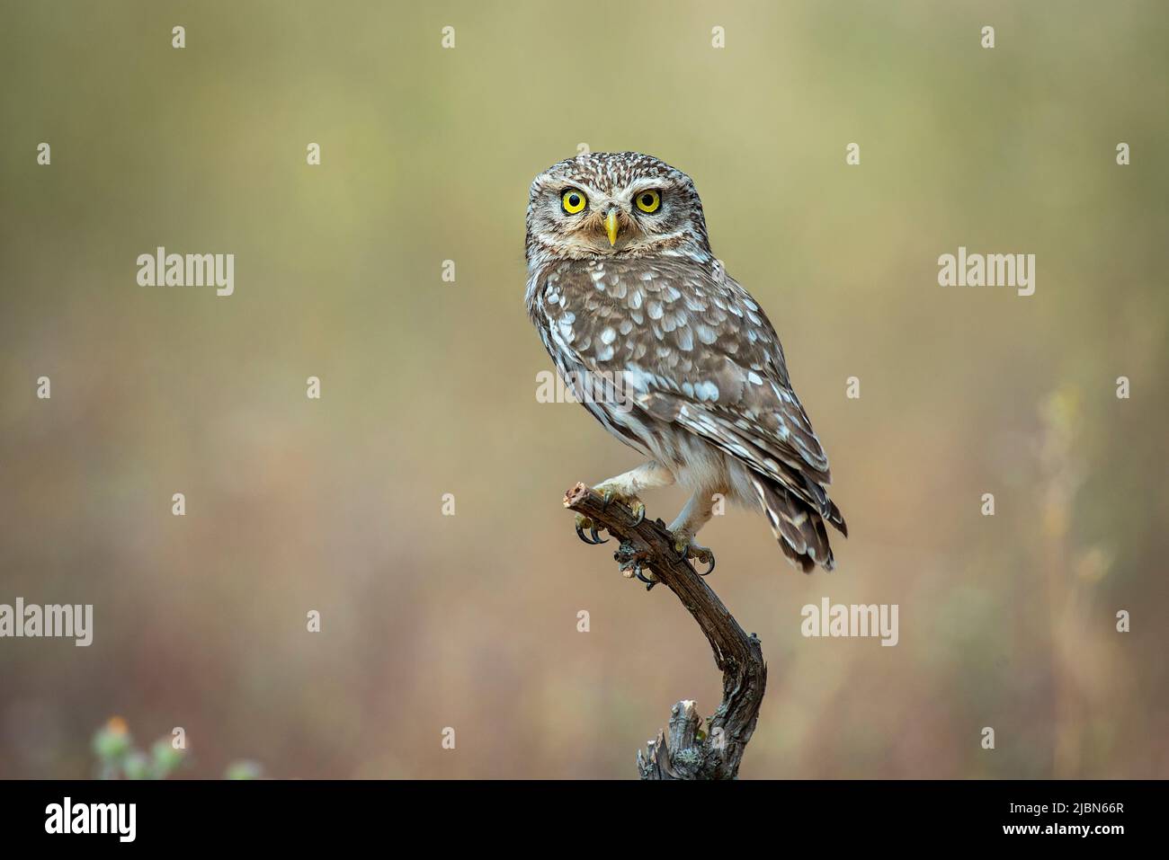 little owl perched on a log, with out of focus background and plants ...