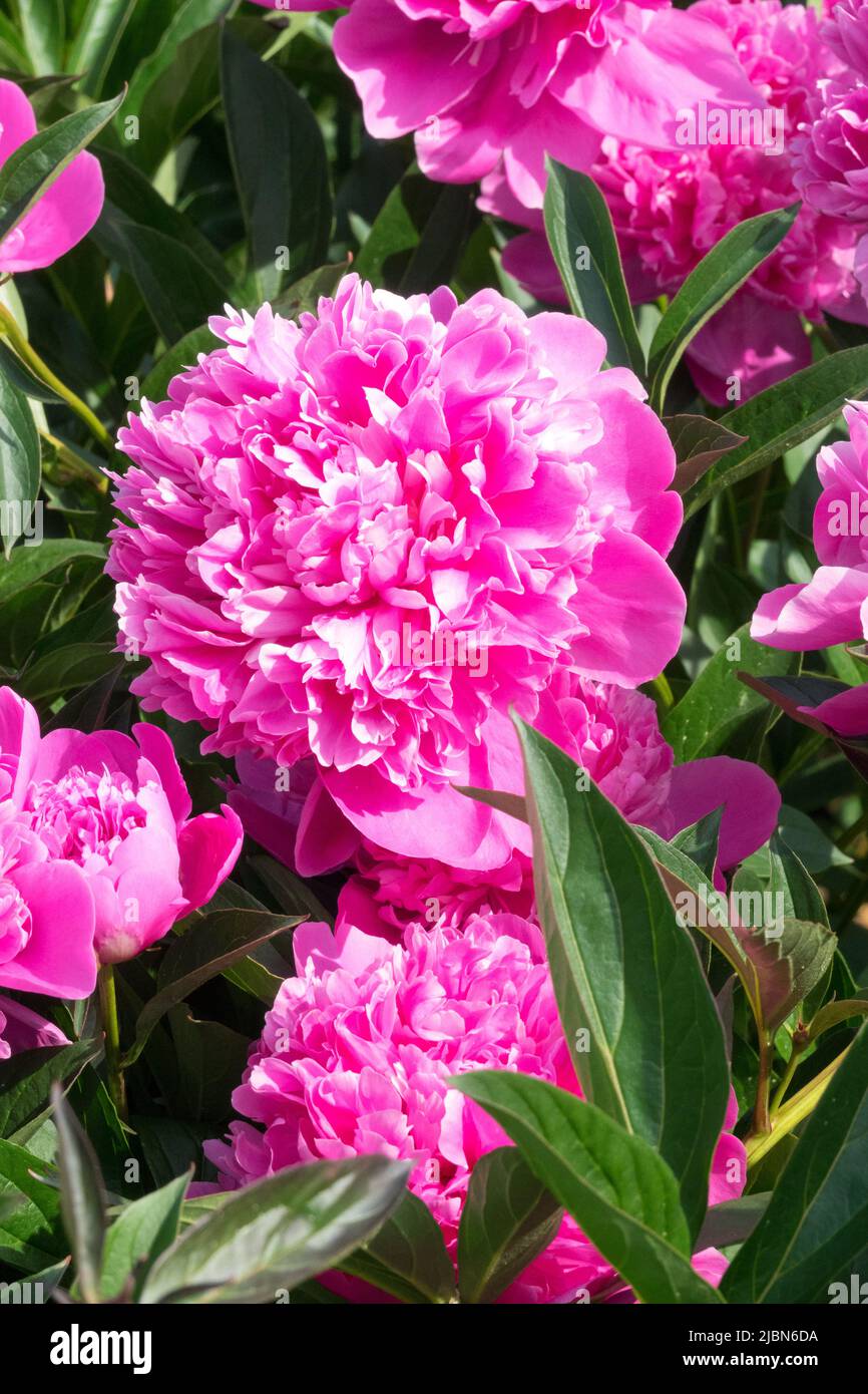 Beautiful garden bird hi-res stock photography and images - Alamy