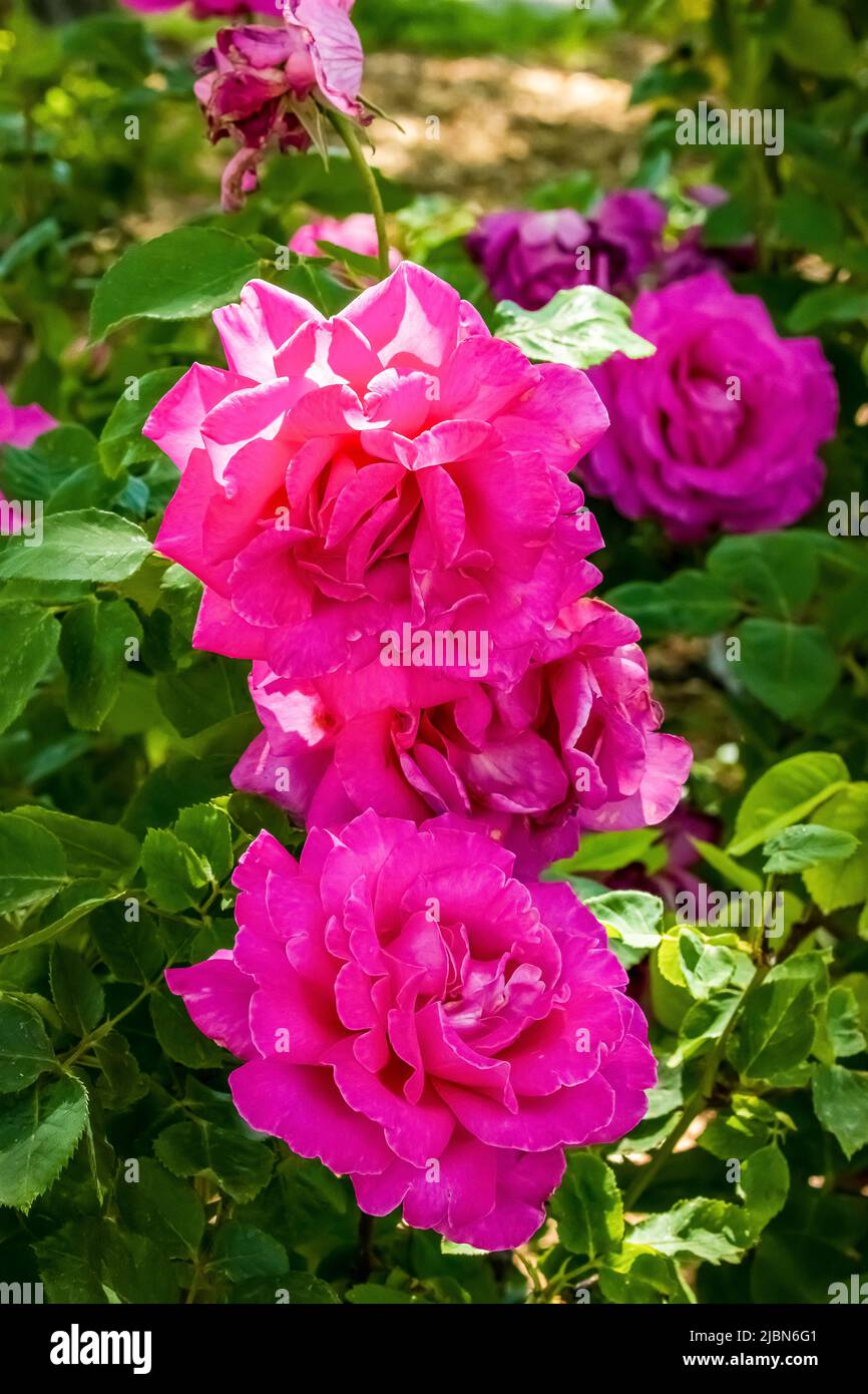 A set of roses in a vertical lineup in the Santa Fe rose park Stock ...