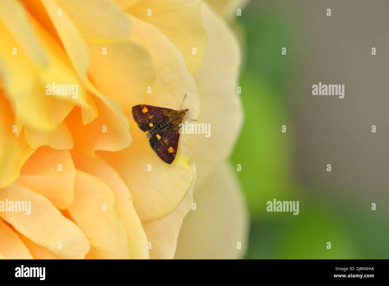 Mint Moth (Pyrausta aurata) on a garden rose Stock Photo - Alamy