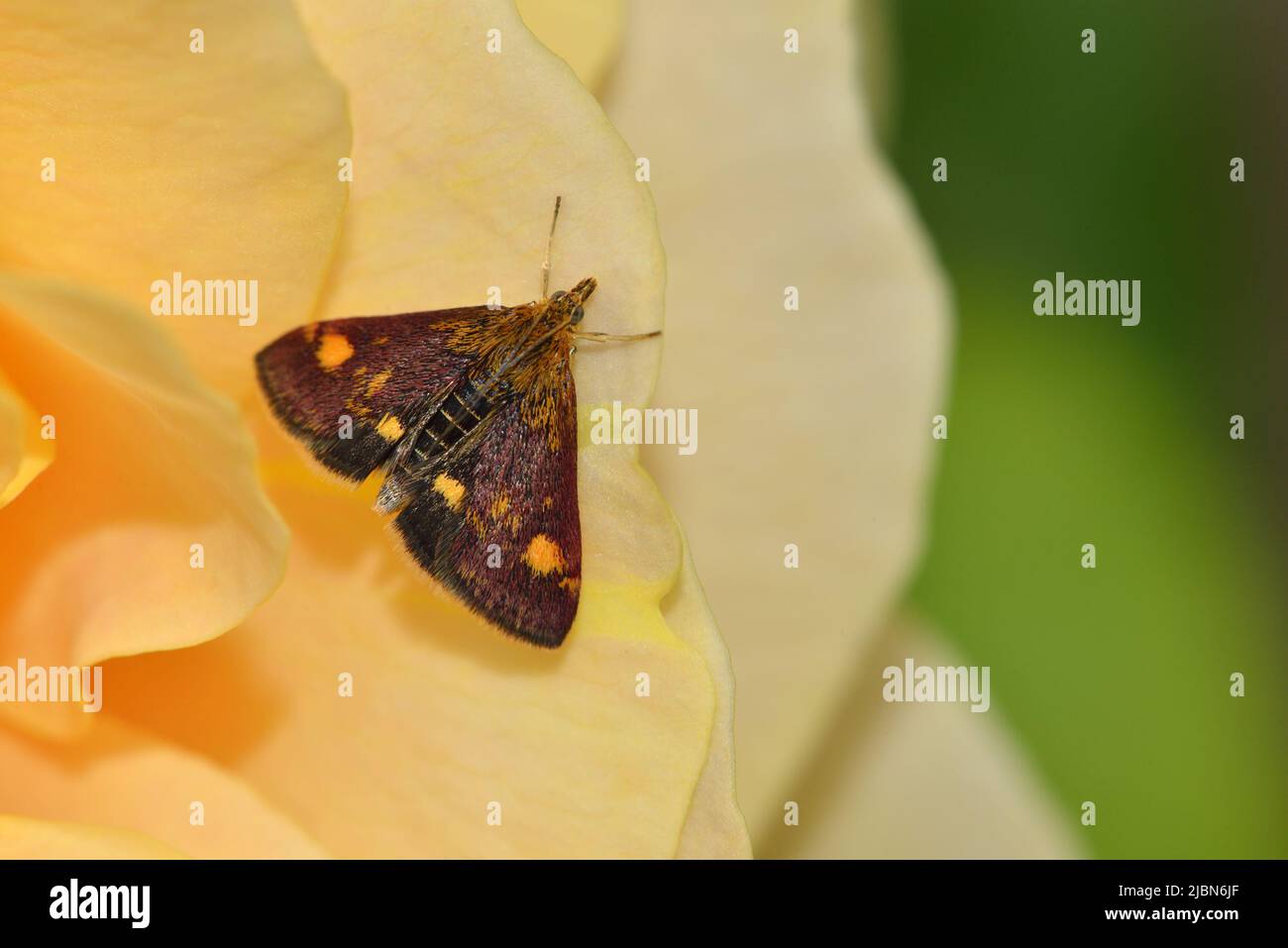 Rose moth hi-res stock photography and images - Alamy
