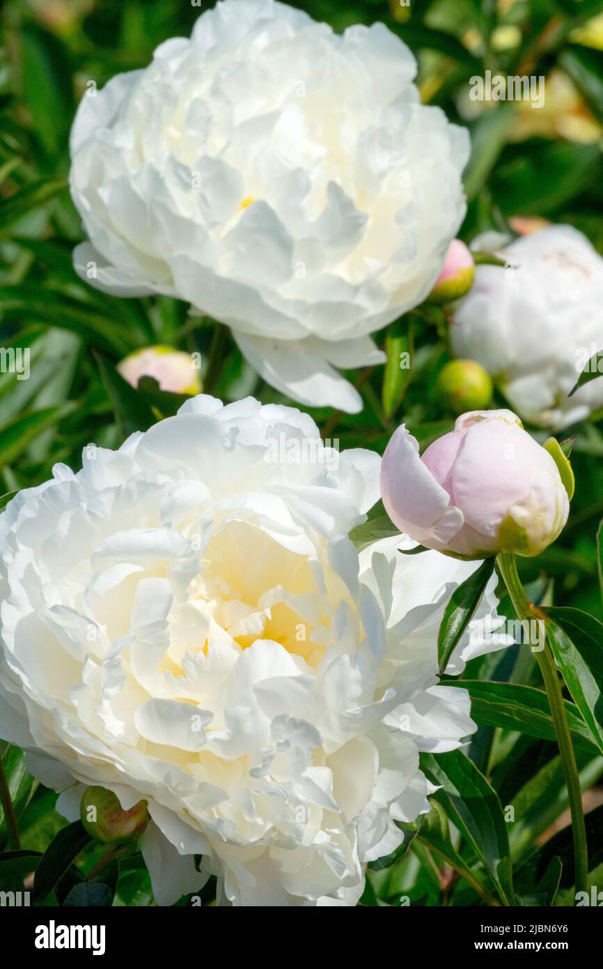 Paeonia lactiflora " Snow Cloud", Flowering, Blooms, In, Garden, White ...